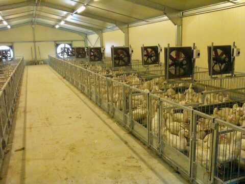 Matériel d'élevage de canards - Gamme de matériel élevage canards